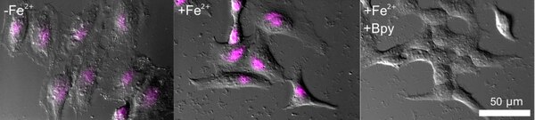 BioTracker Far-red Labile Fe2+ Dye | SCT037